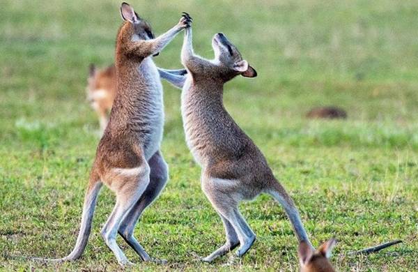 99 WOW: Animals Dance Tango Too!!?الحيوانات ترقص التانغو أيضاً!!؟