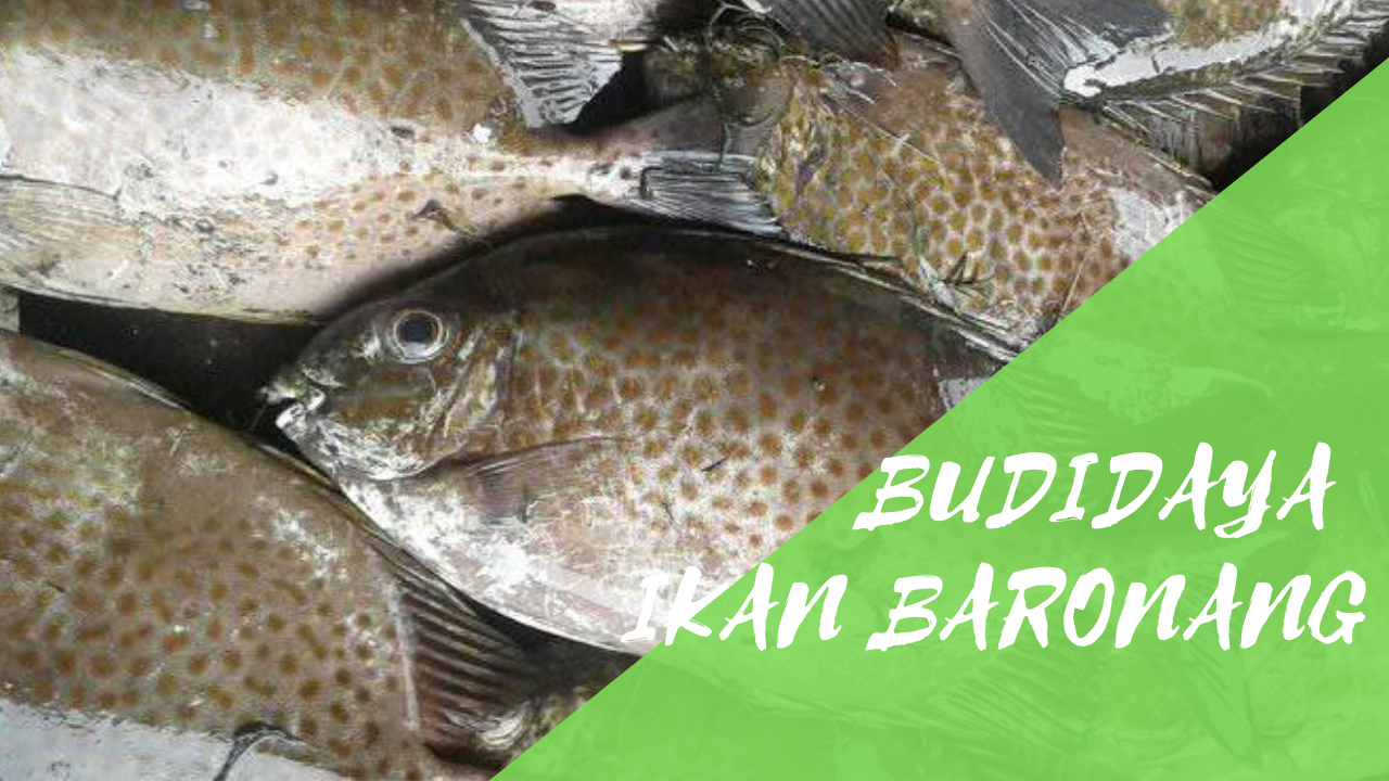 Cara Budidaya Ikan Baronang Menggunakan Keramba Agribisnis Agrokompleks