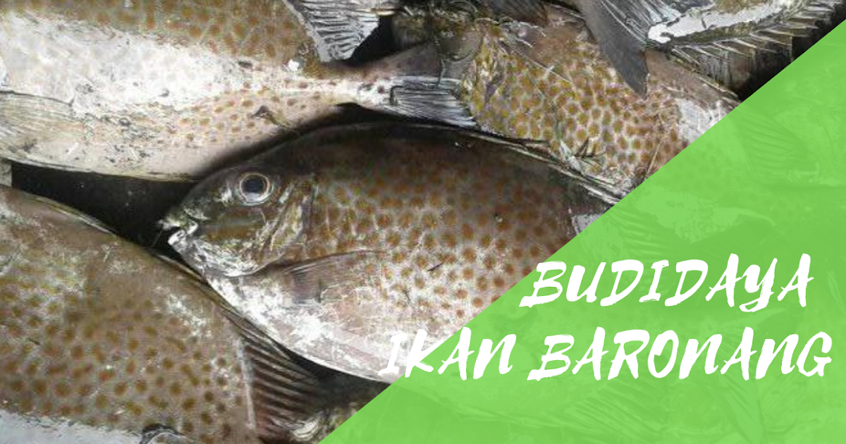 Cara Budidaya Ikan Baronang Menggunakan Keramba - Agribisnis Agrokompleks