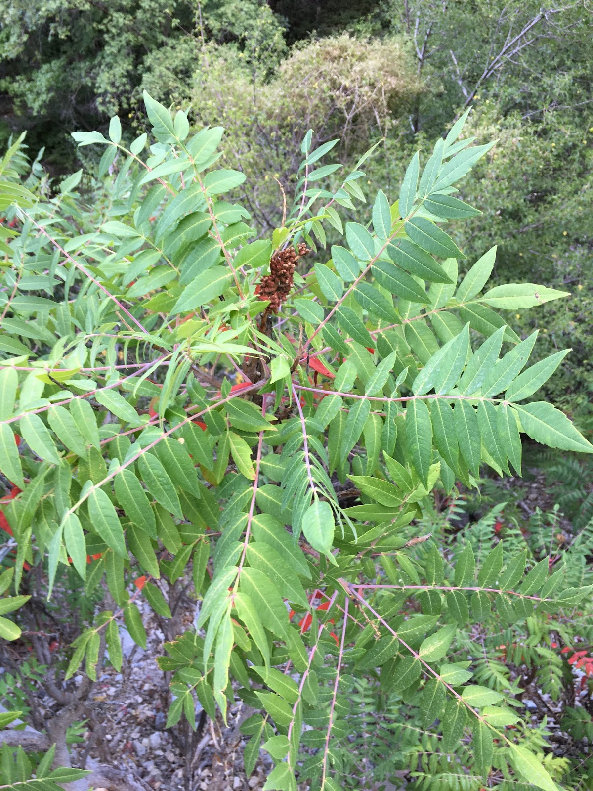 Mountain Edibles: Rhus glabra