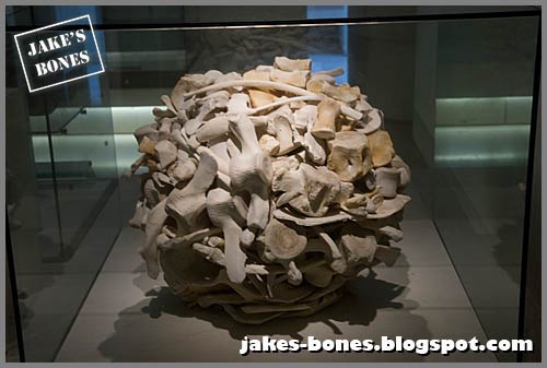 Half term trips: The National Museum of Scotland : Jake's Bones