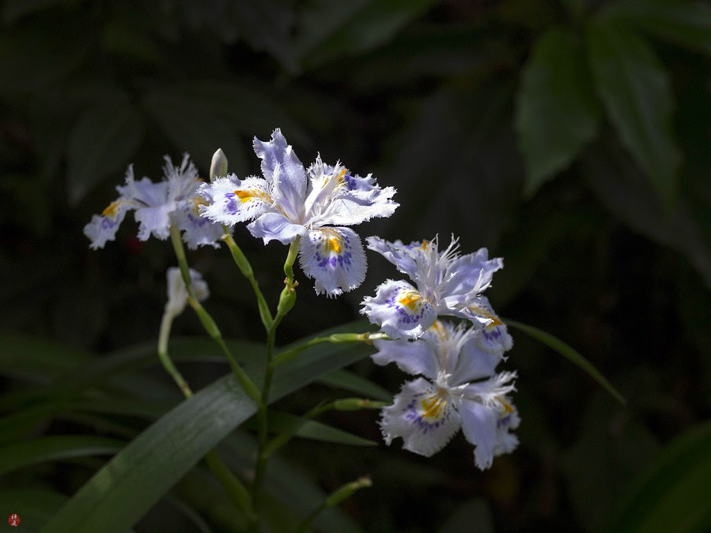 FROM THE GARDEN OF ZEN: May 2014