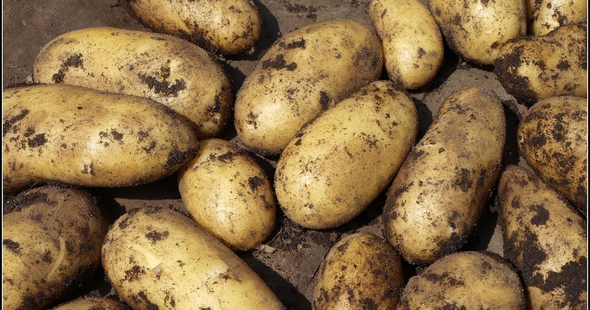 Mark's Veg Plot: Charlotte