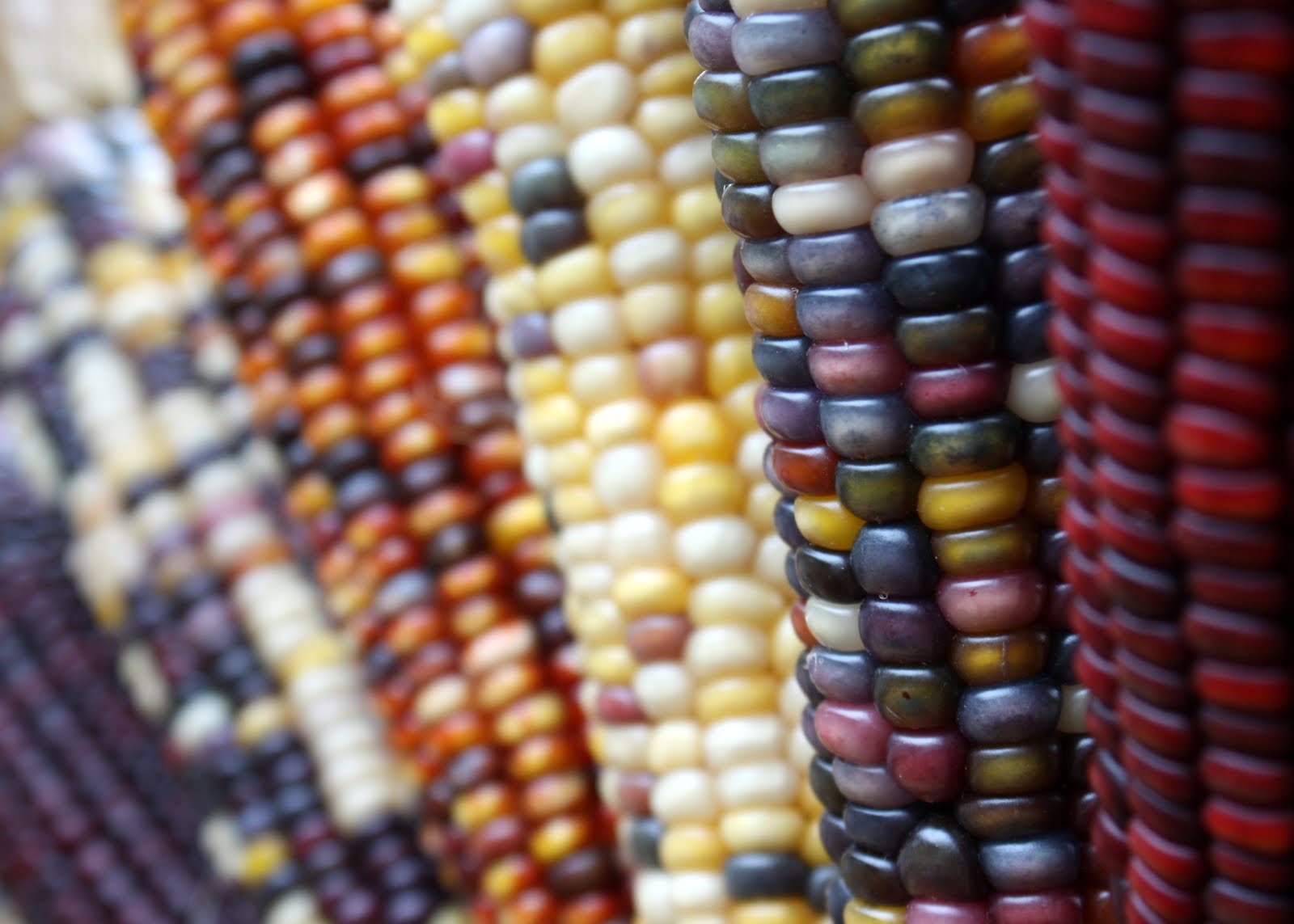 Flint corn - Alchetron, The Free Social Encyclopedia