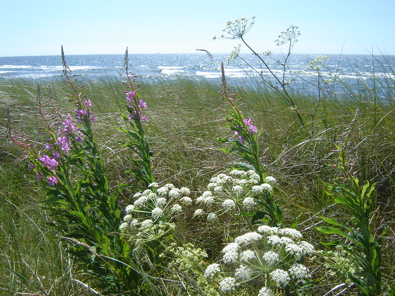 Skånska Resor: Skånska sommarbilder