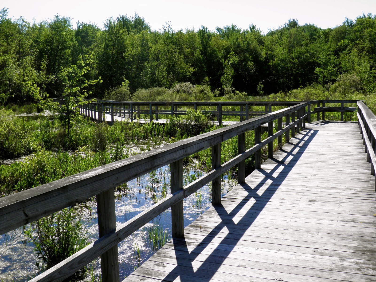 The Philosopher's Stone 2019: Eaton Birding Society Huckleberry Swamp ...
