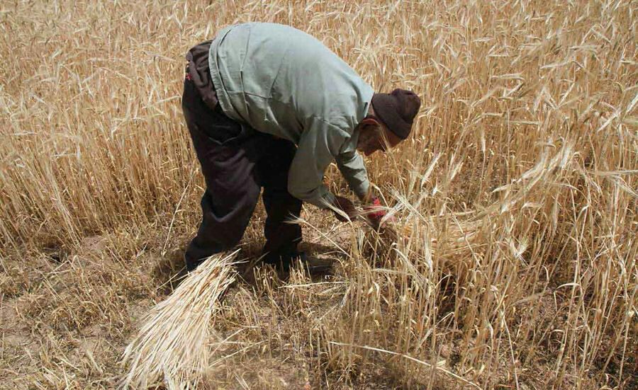 Uppersia Iran Travel blog: Agriculture in Iran