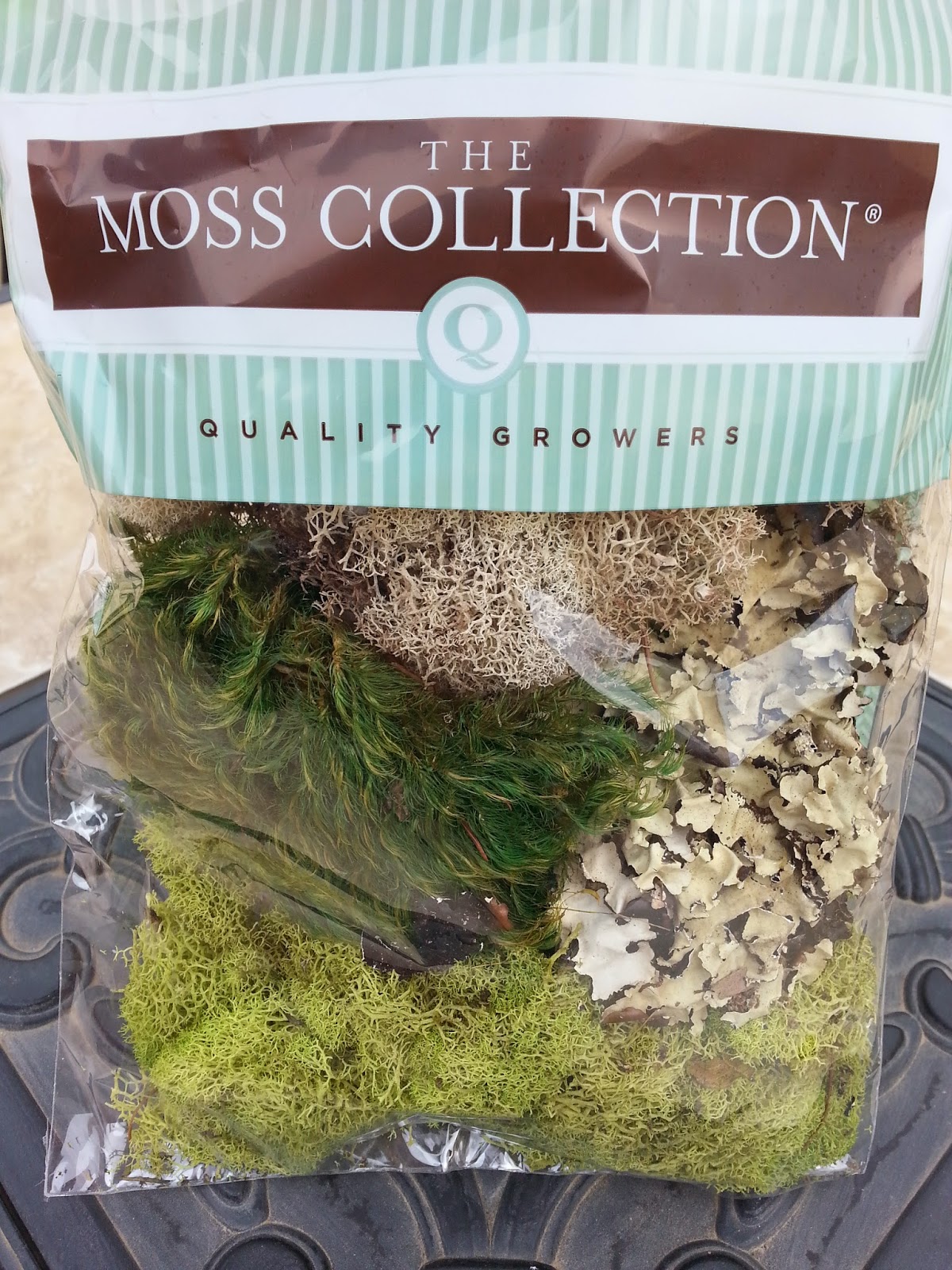 Stairway to Crafting: Aged Wall Art Terrarium