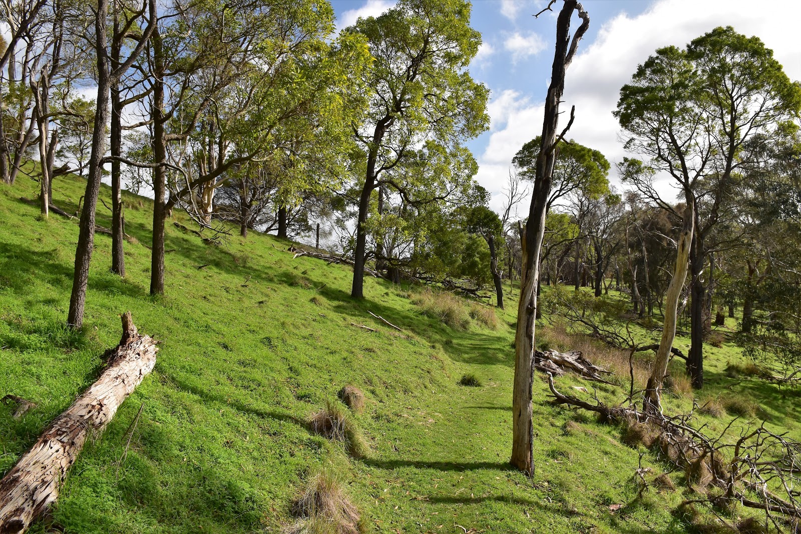 Goin' Feral One Day At A Time: Mt Eccles Lava Tubes, Budj Bim National ...