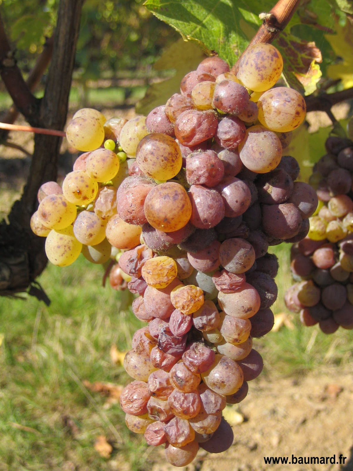 Botrytis cinerea ~ Enología