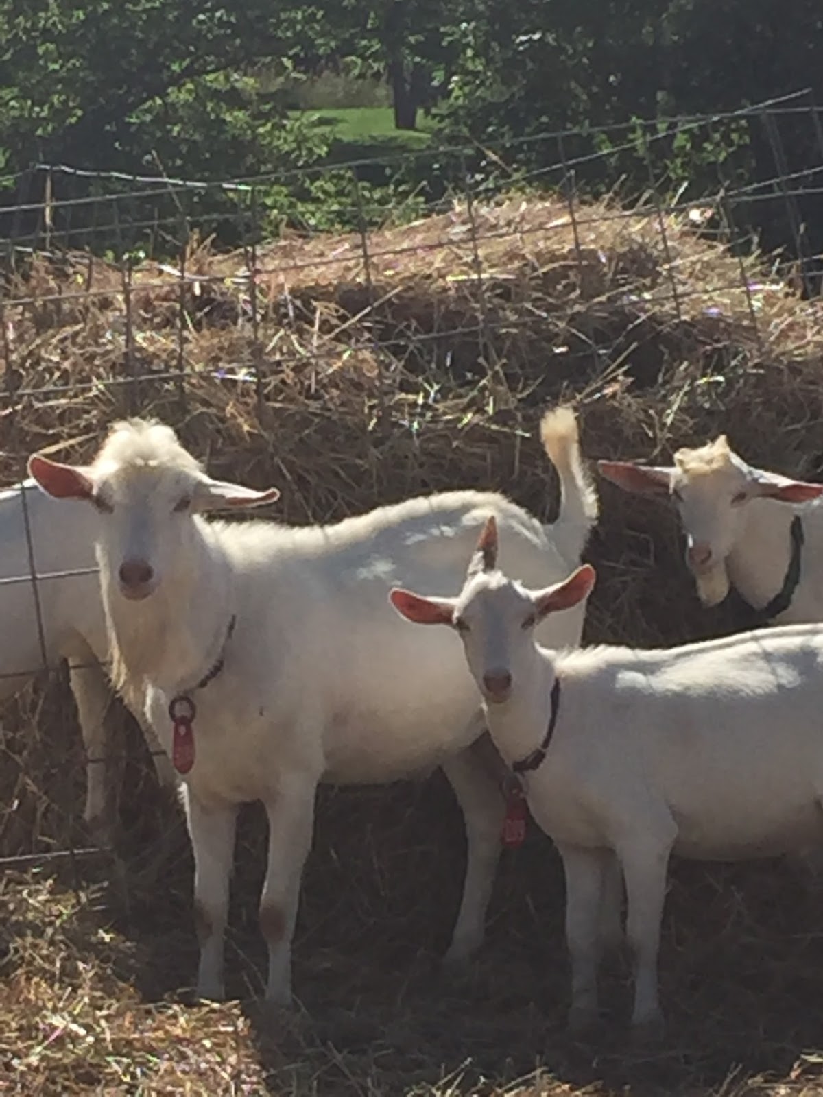 The ABCs of Maryland: R is for Rohrersville