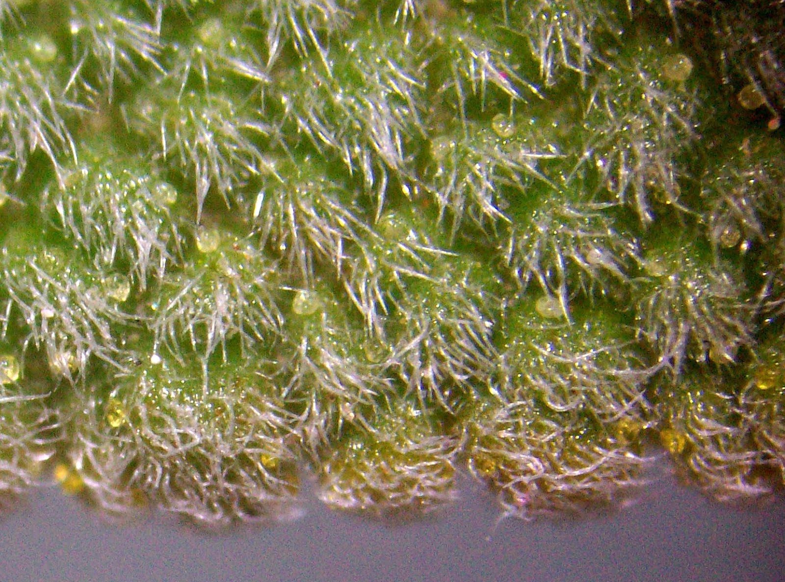 Micro tincion vegetal: OBSERVACIÓN DE TRICOMAS