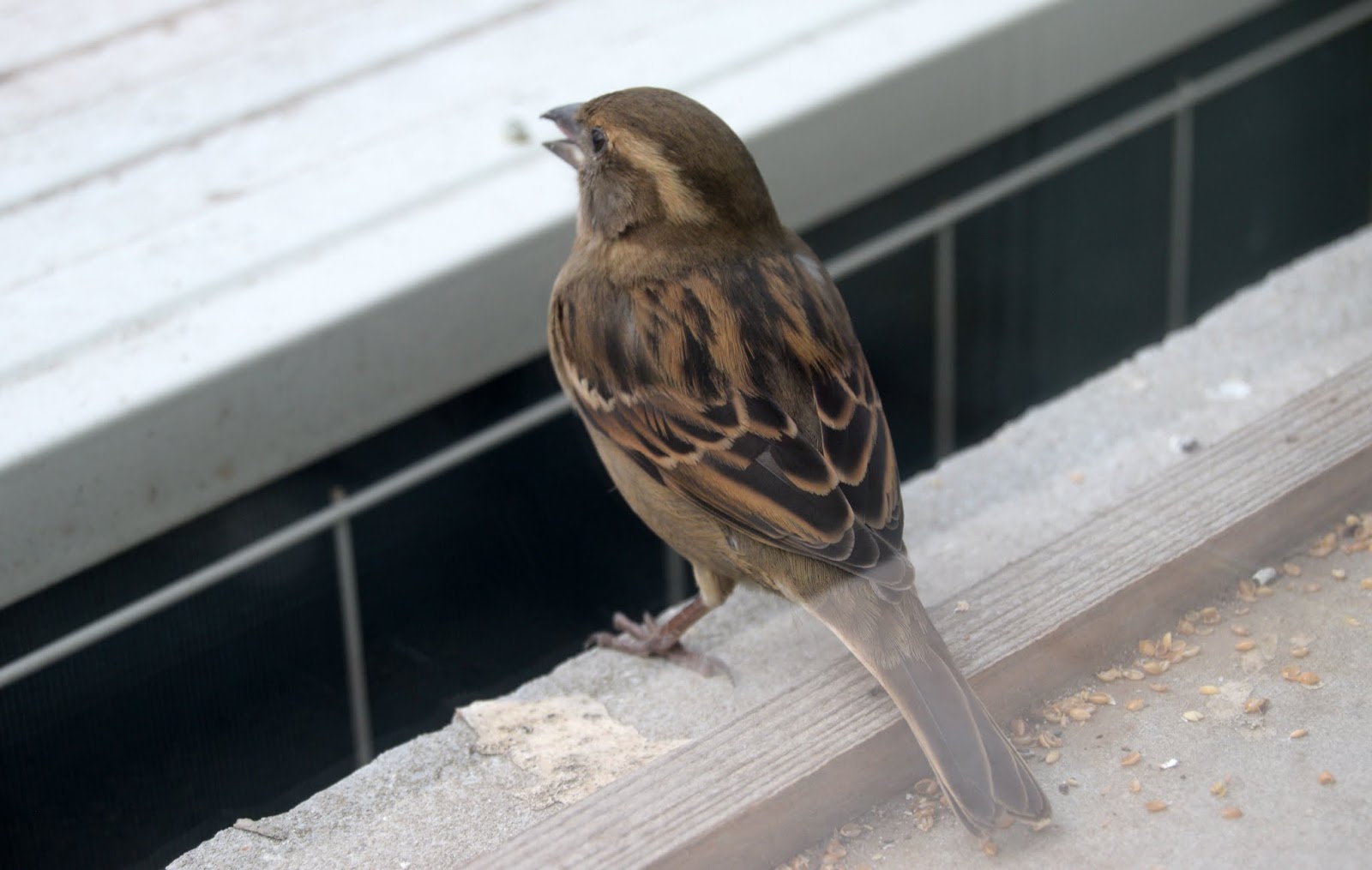 Frumusetile naturii: Vrabia de casa (Passer domesticus)