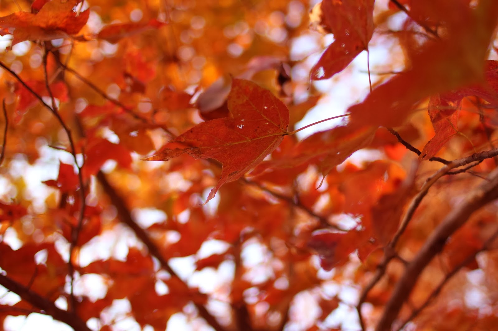 ♥ icekillsyou ♥: LOVE under the MAPLE TREE