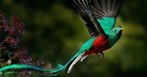 El Quetzal