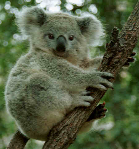 Animal Planet: Koala