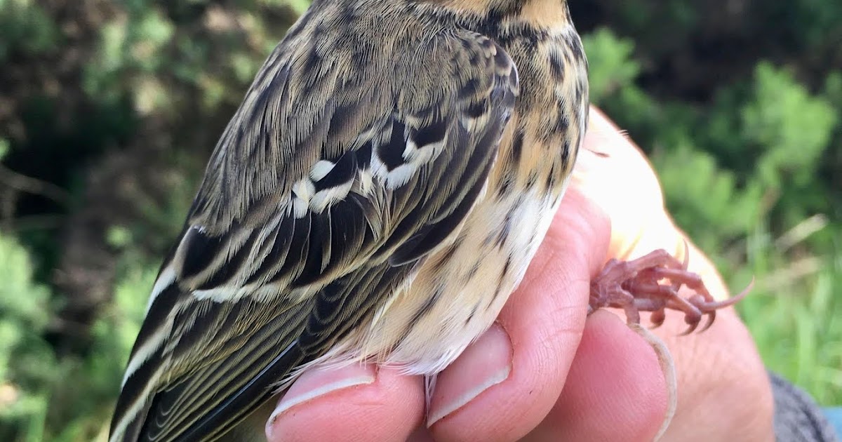 Separating species: The Meadow and Tree pipit