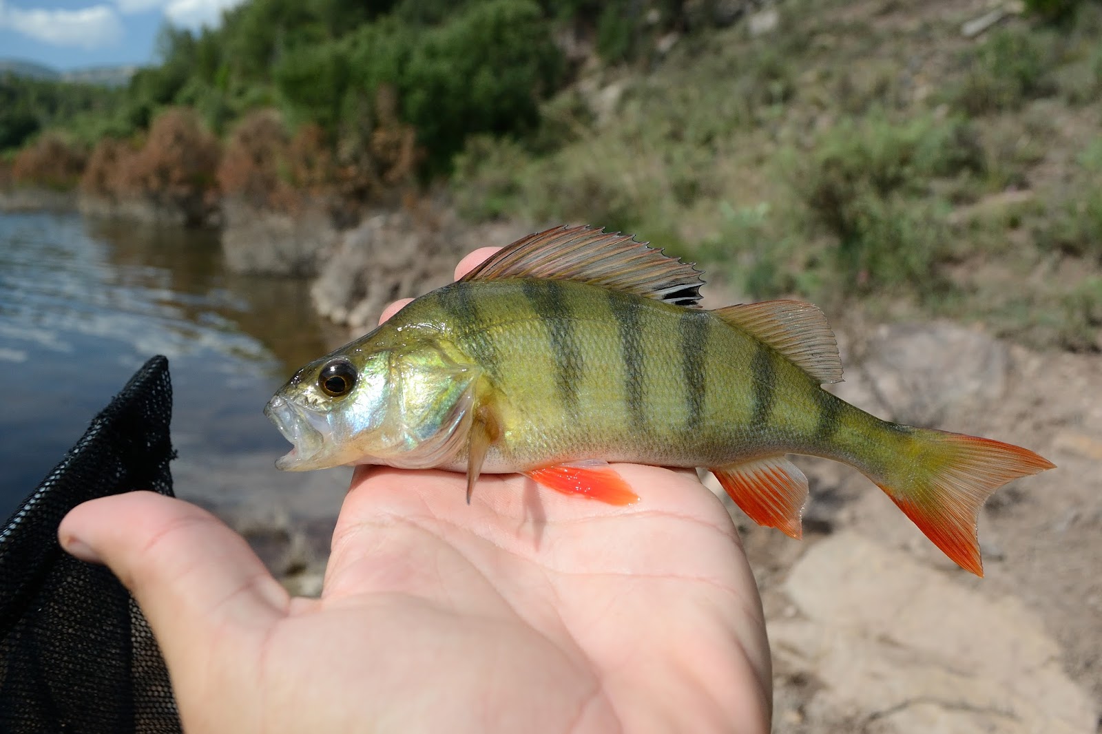 Antonio Pradillo: Pesca y Naturalismo: LA PERCA EUROPEA ATERRIZA EN ESPAÑA