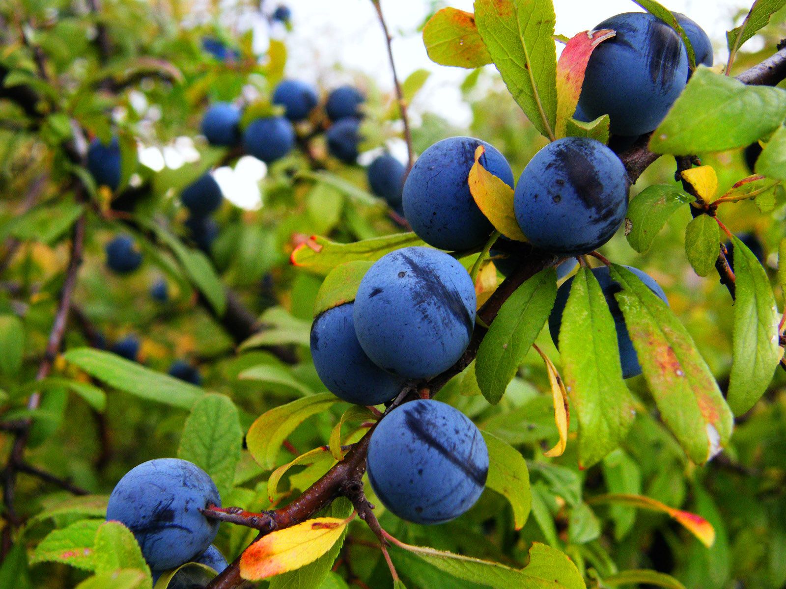 Traseu 4: La "vanatoare de bureti" (varianta 2)