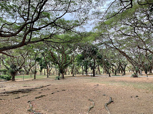 Singapore For Less: Pasir Ris Mangrove Forest and Swamps