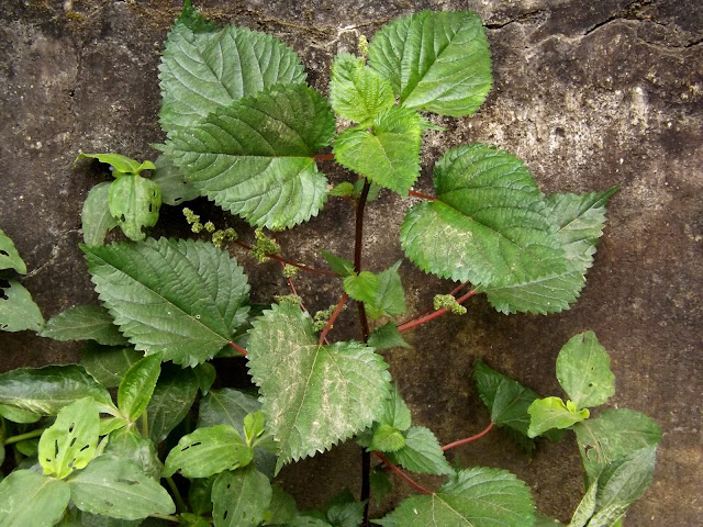 Lal bichuti or Hawaiian wood-nettle, Laportea interrupta