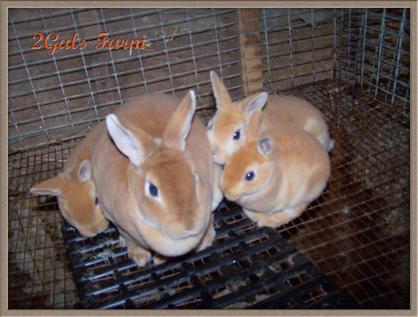 Virtual Tour: Our Farm: Bunnies, Bunnies and MORE Bunnies!