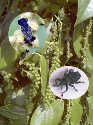 Cara mengendalikan hama pada tanaman lada produktif | ANEKA TANAMAN KEBUN