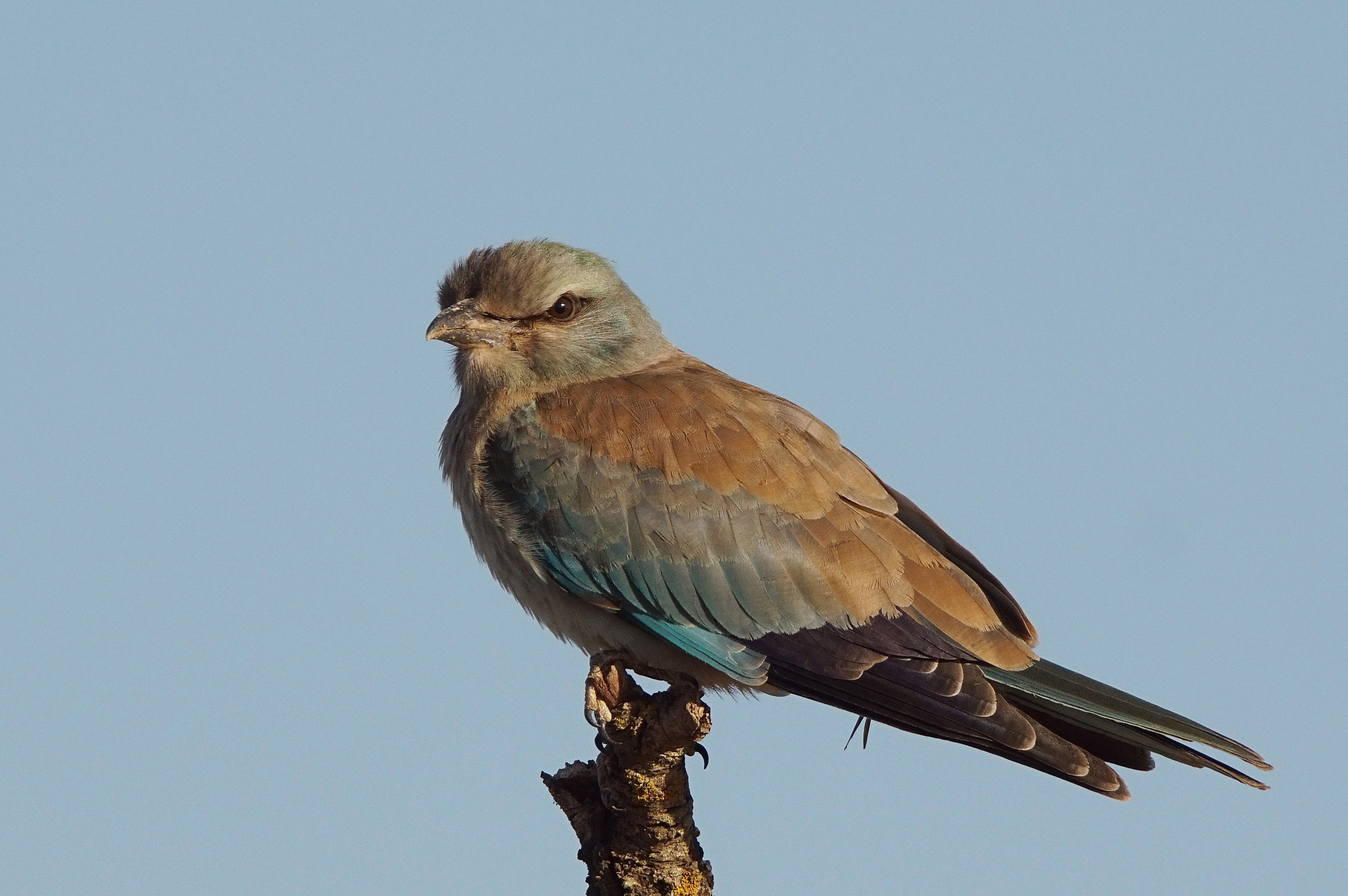 Pasión por las aves: Carraca europea,(Joven).(Coracia garrulus)