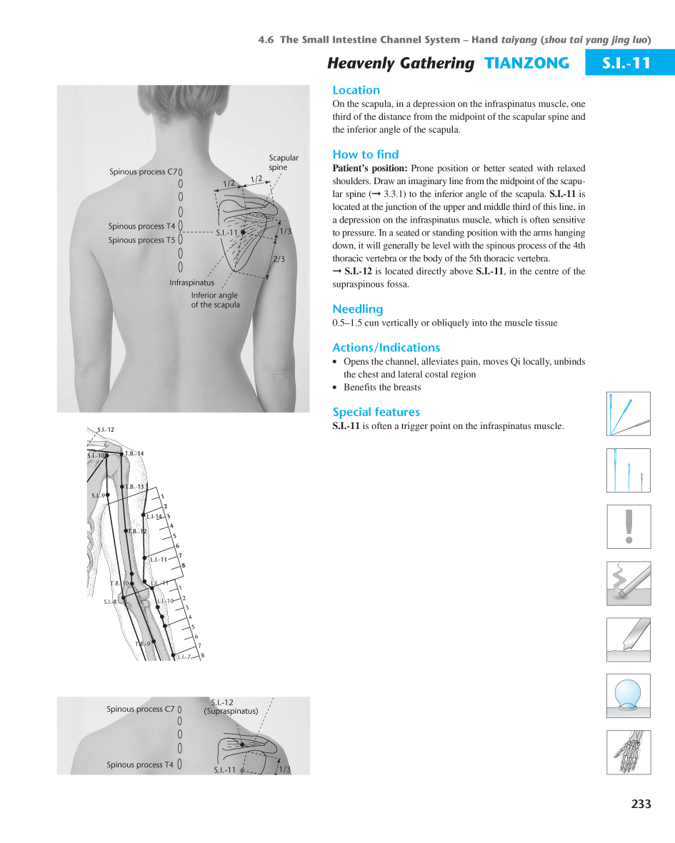 Acupuncture Masters: Acupuncture Points Database - Small Intestine Channel