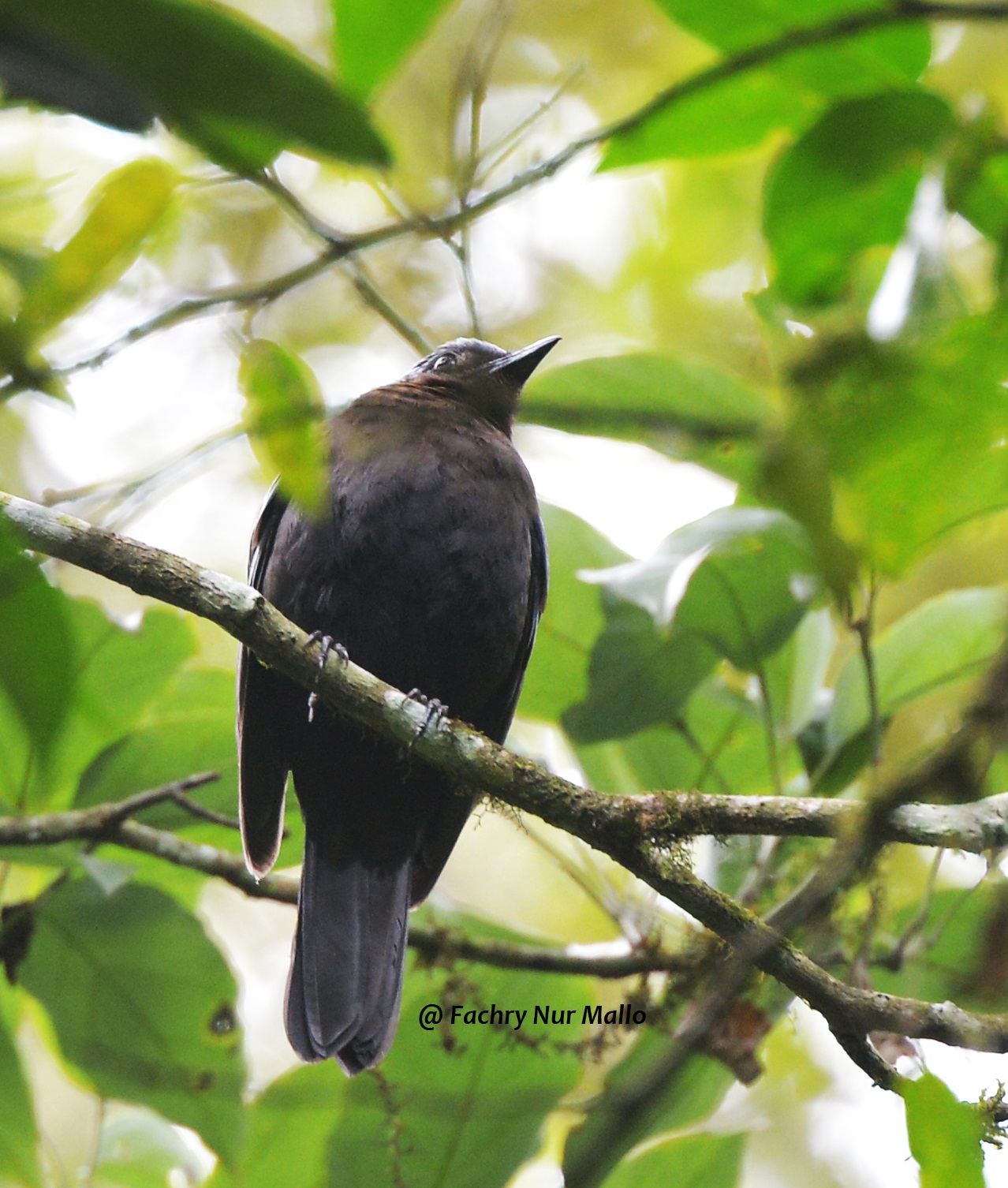 Fachry Nur Mallo: CATATAN PENGAMATAN PENCARIAN MAKAN DAN ...