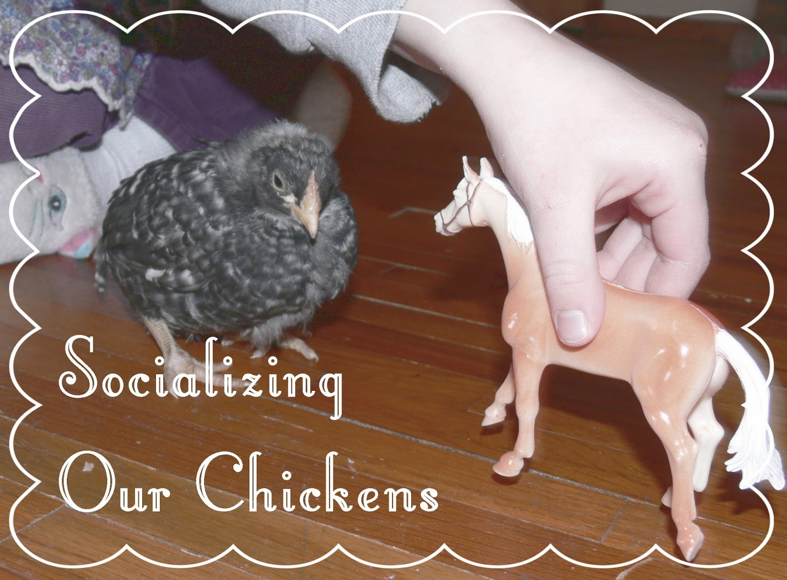REHOBOTH FARM: Family Bonding - Socializing Our Chickens
