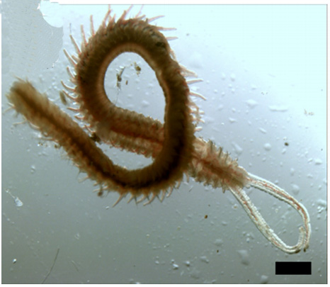 One species a day: A new mudworm: Polydora lingshuiensis