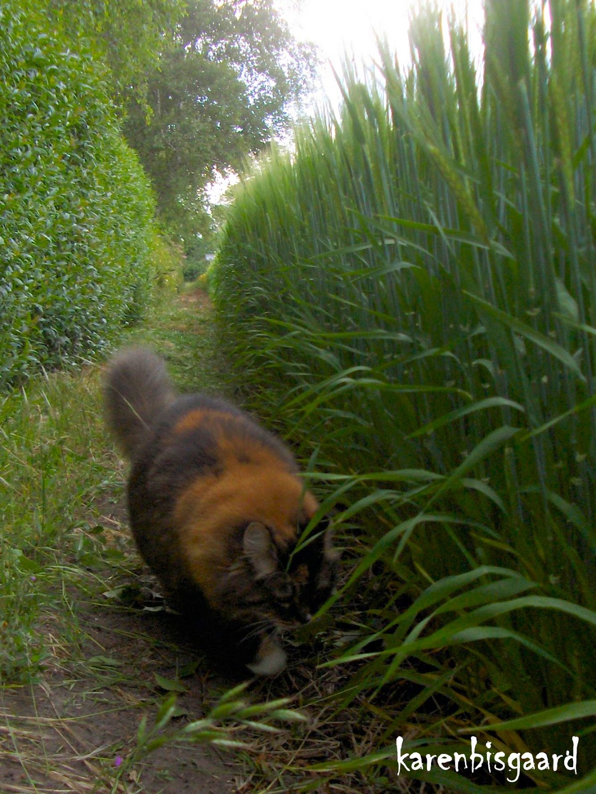 Karen`s Nature Photography: Fluffy Cat Showing Fast Growing Barley.