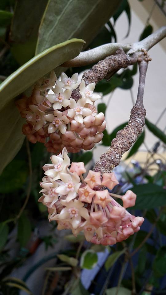 Fazza Hoya - Hoya Indonesia: 39. Hoya Polystchya – Bunga Hoya Indonesia