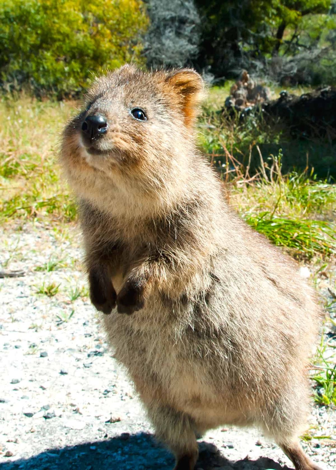 ANIMALS TIME : The 10 best quokkas pics (las 10 mejores fotos de quokkas) ANIMALS TIME : The 10 best quokkas pics (las 10 mejores fotos de quokkas)