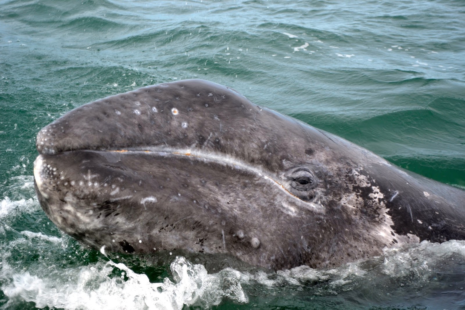 Gray Whales of San Ignacio Lagoon: Guide Report-Gray Whales-San Ignacio ...