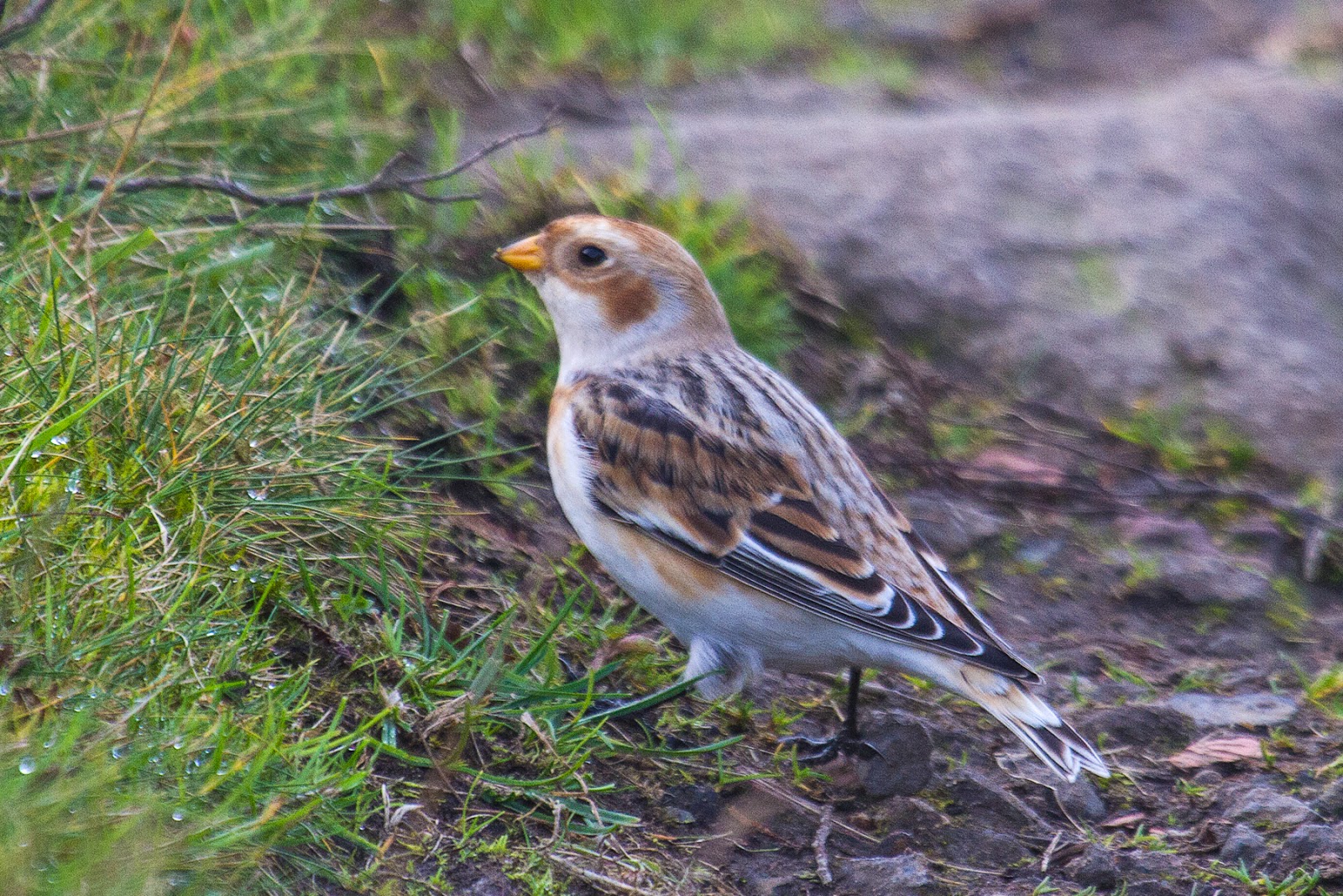 Barnsley Bird Sightings: BRRRRoomhead Moor 02.11.16
