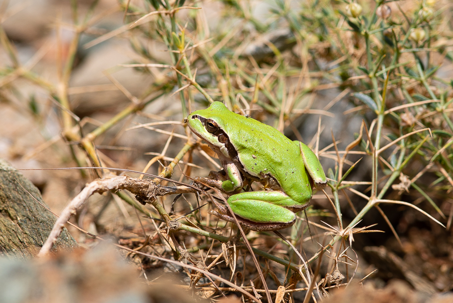 Birds of Saudi Arabia: Arabian Tree Frog – Tanoumah & Talea Valley