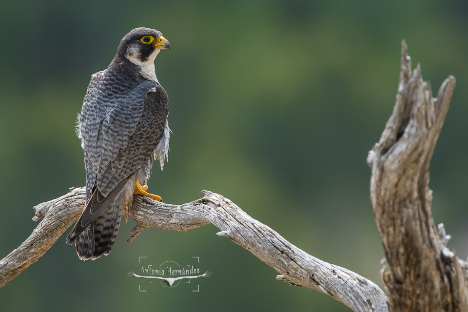 Fotografia de Vida Salvaje - Wildlife Photography: HALCÓN PEREGRINO