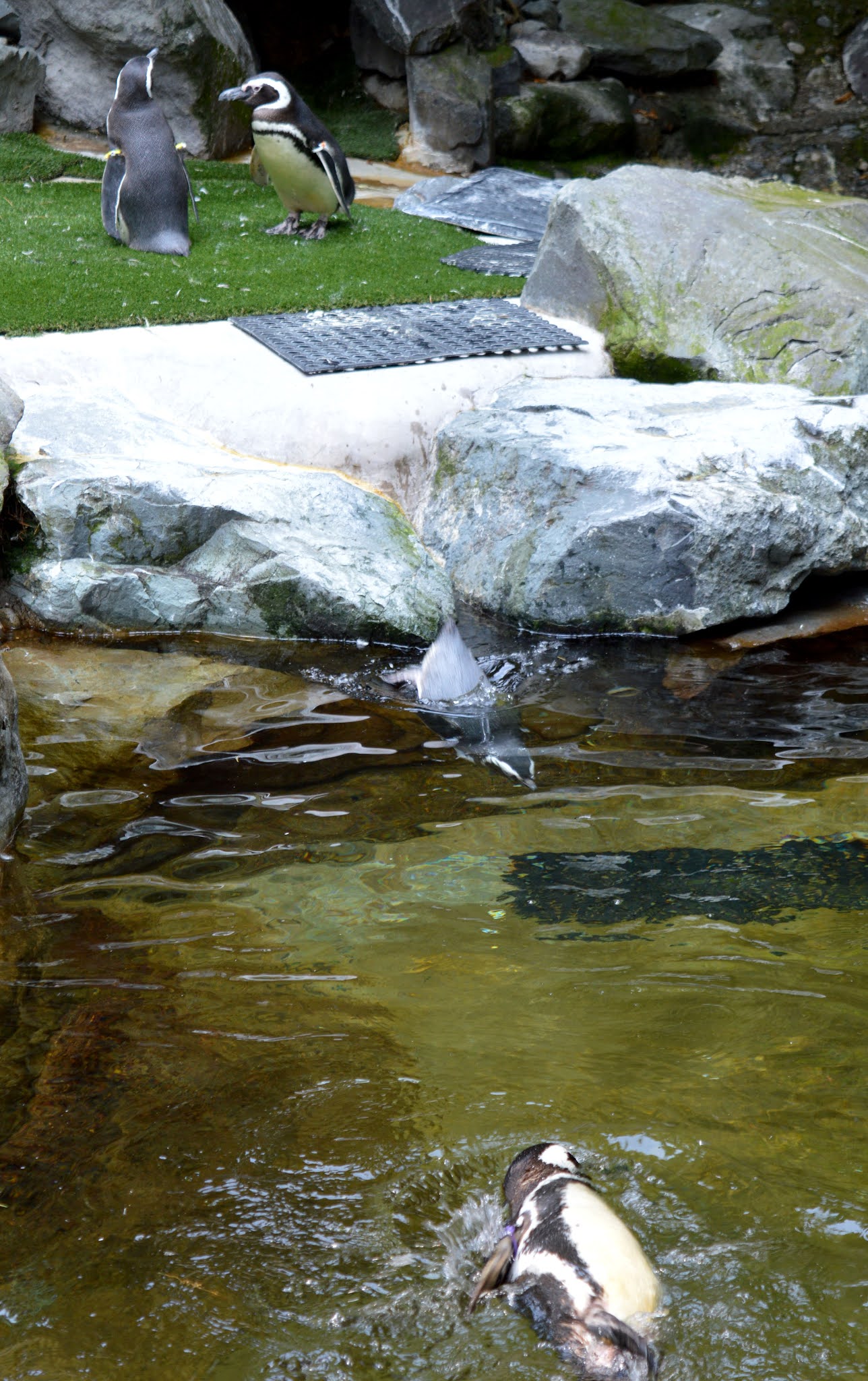 A Visit to the Point Defiance Zoo and Aquarium | Summer 2021