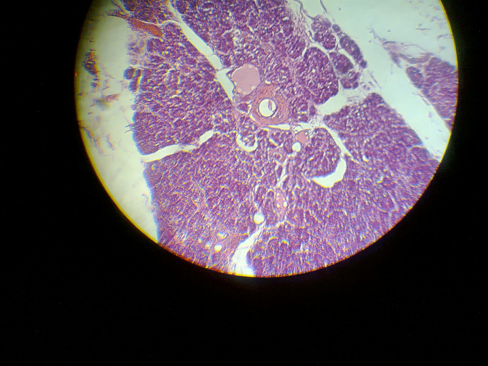 Histology Slides 2nd Year ~ Bahrian Doctors