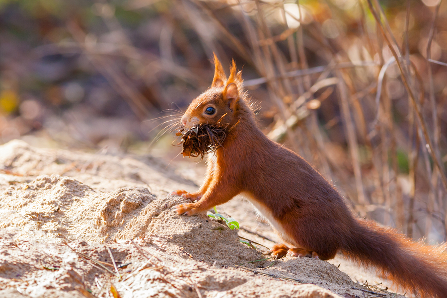 Red Squirrels and Nature