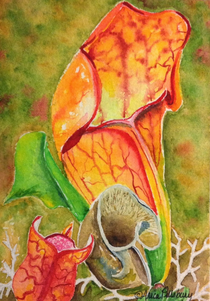 Arica Pillsbury ~ Arica's Art: "PITCHER PLANT" - Day 26 of 30 Day Challenge