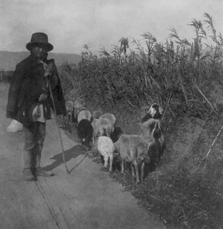 Photograph - 1901 - A Juvenile Greek Shepherd Guarding His Flock