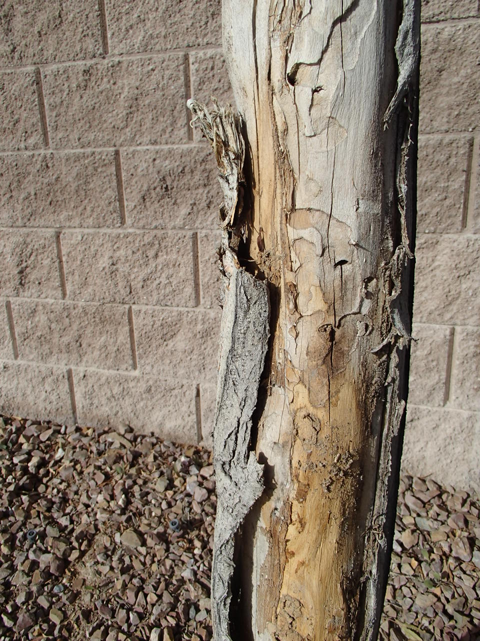 Xtremehorticulture of the Desert: African Sumac Attacked by Borers