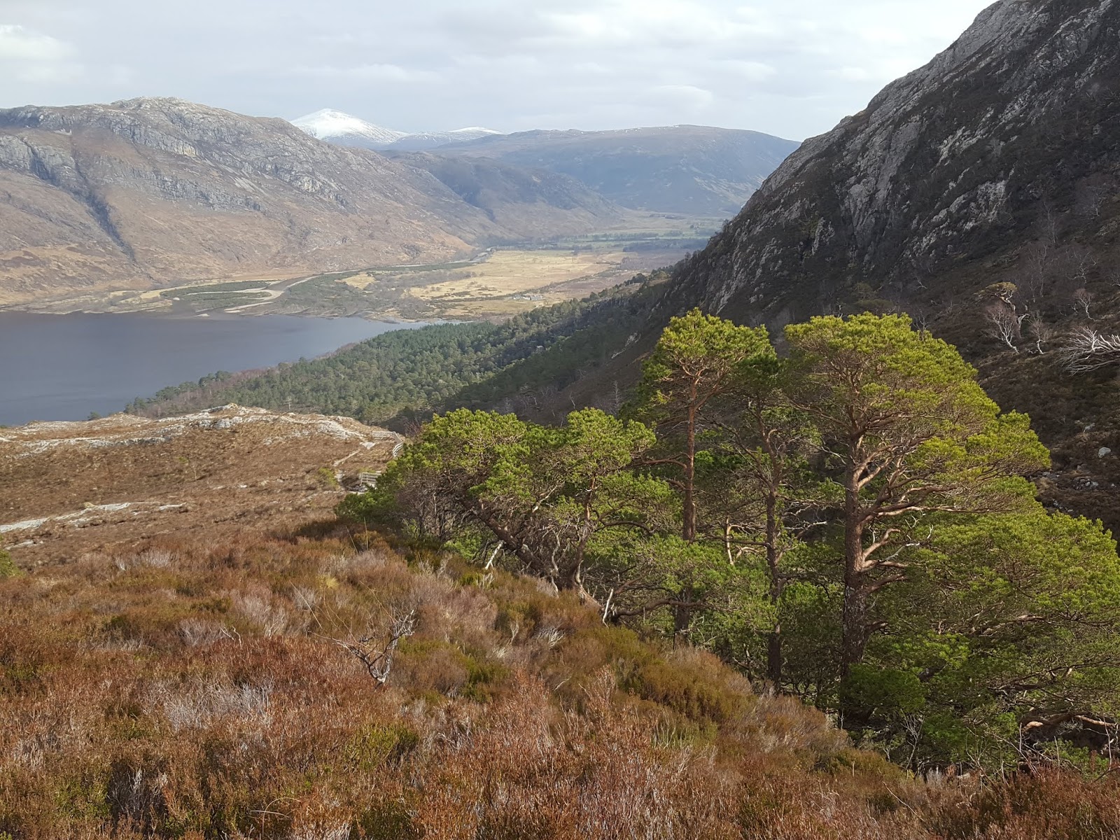 Bouncing Bertie's Blog: Krummholz