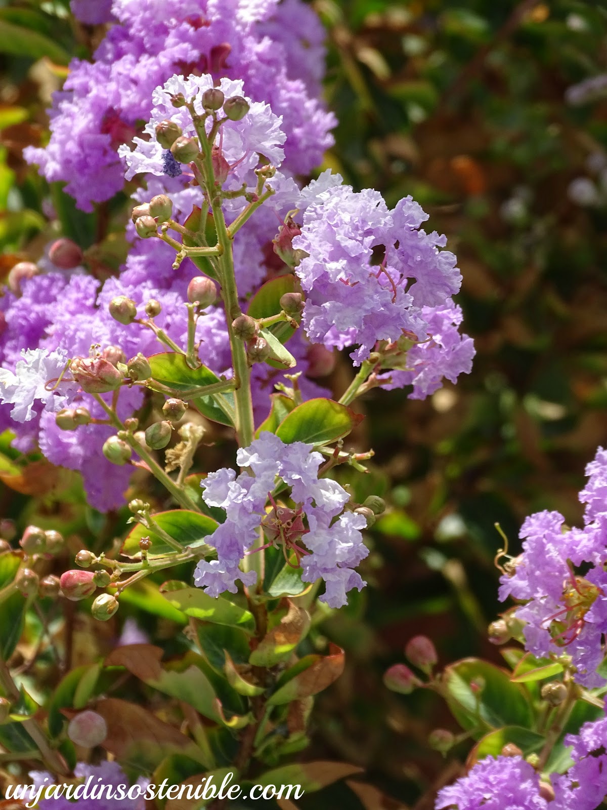 Lagerstroemia-Indica (Árbol de Júpiter)