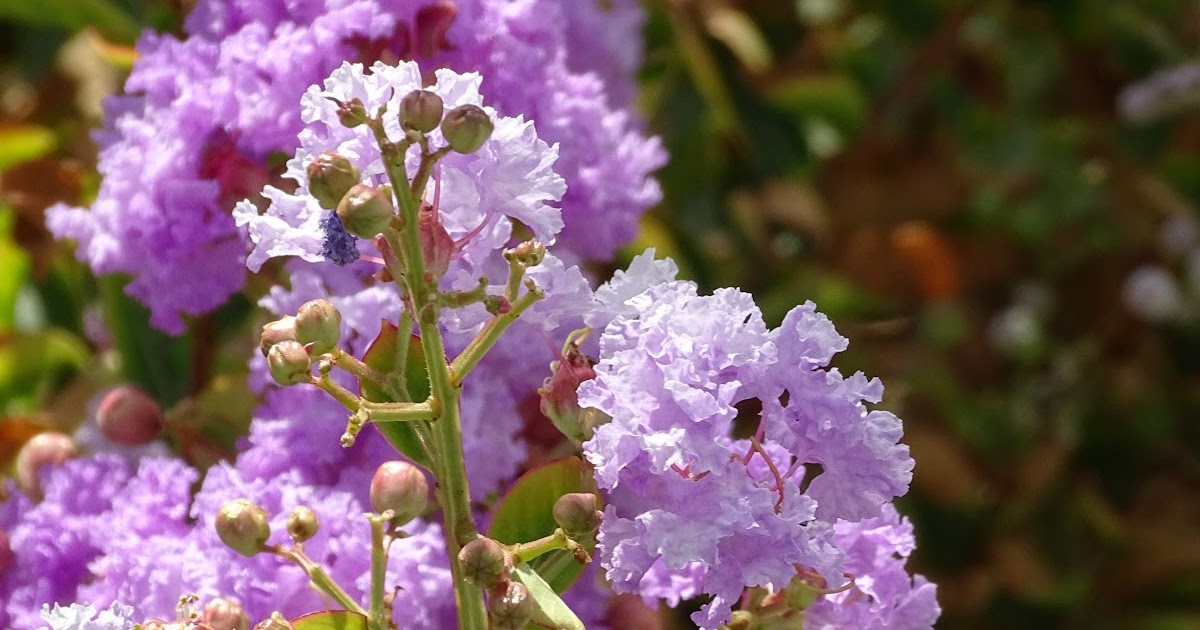 Lagerstroemia-Indica (Árbol de Júpiter)