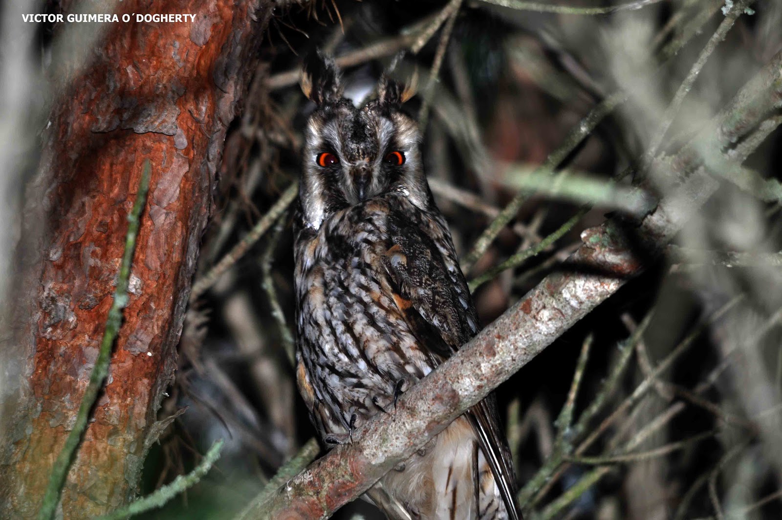 Mis imágenes de aves: DE NUEVO EL BUHO CHICO