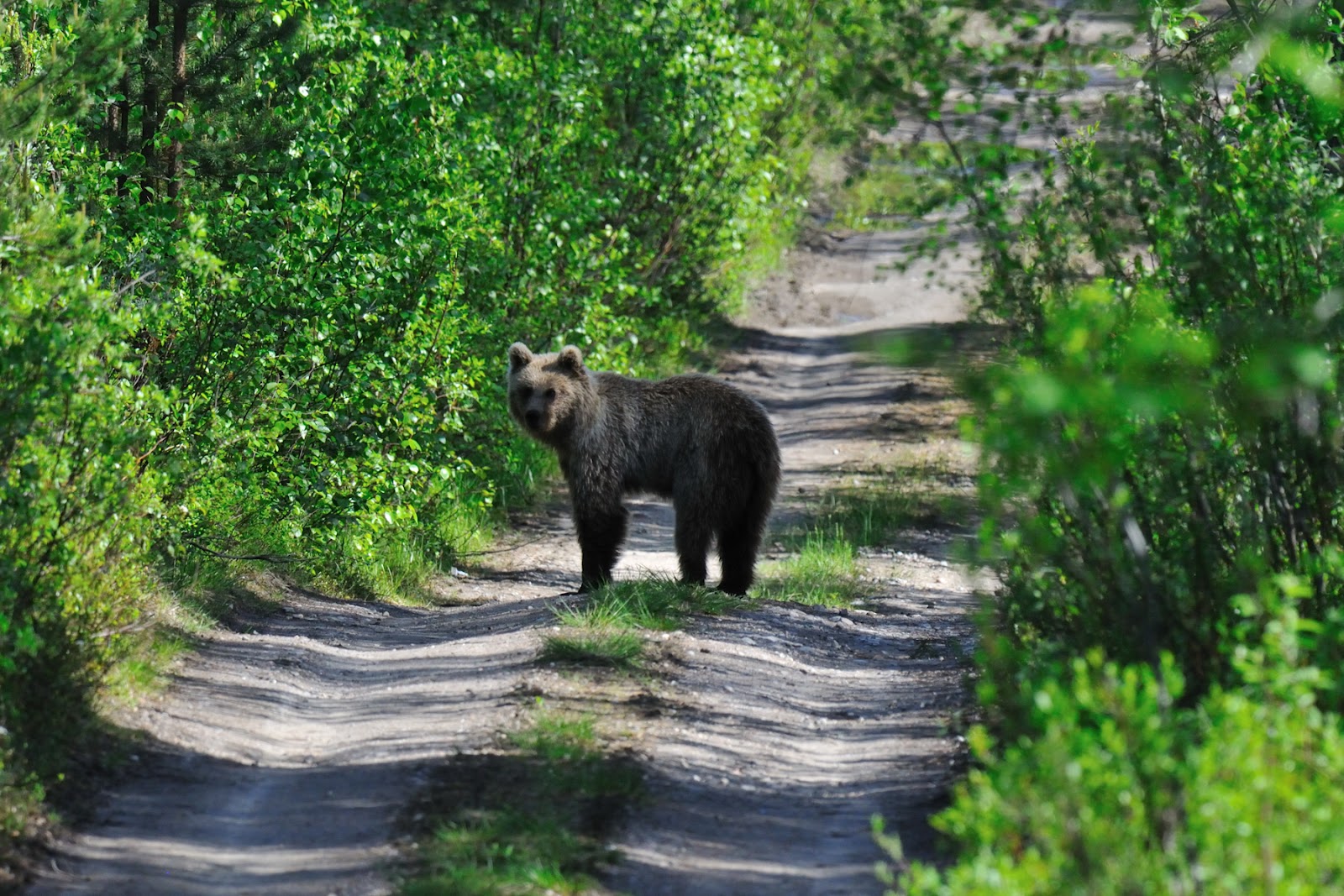 John Grønning Tur og fotoblogg: Bjørn i Pasvikdalen
